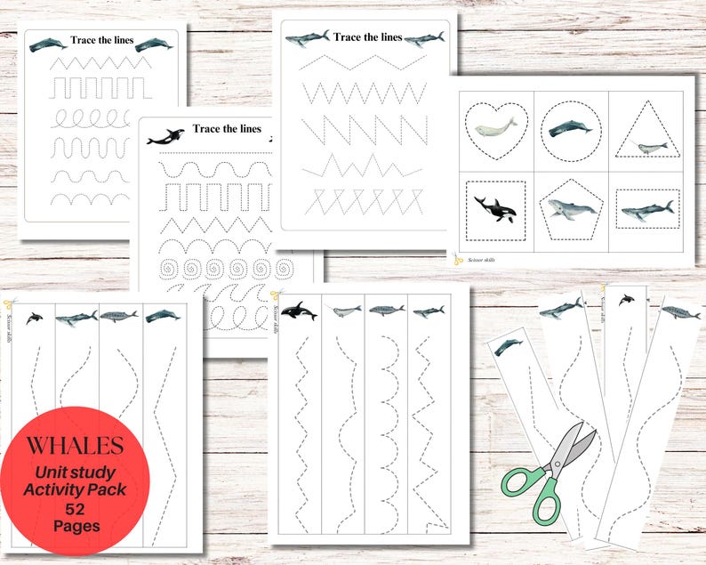 Whales Unit Study, Anatomy, Life Cycle (digital Download) - Etsy Australia