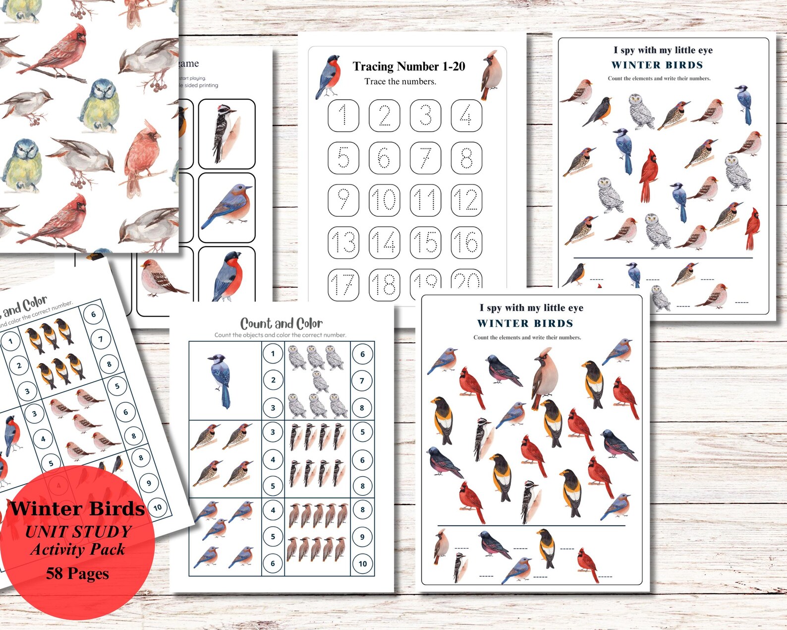 Winter Birds Unit Study, Anatomy & Activities (PDF) - Etsy