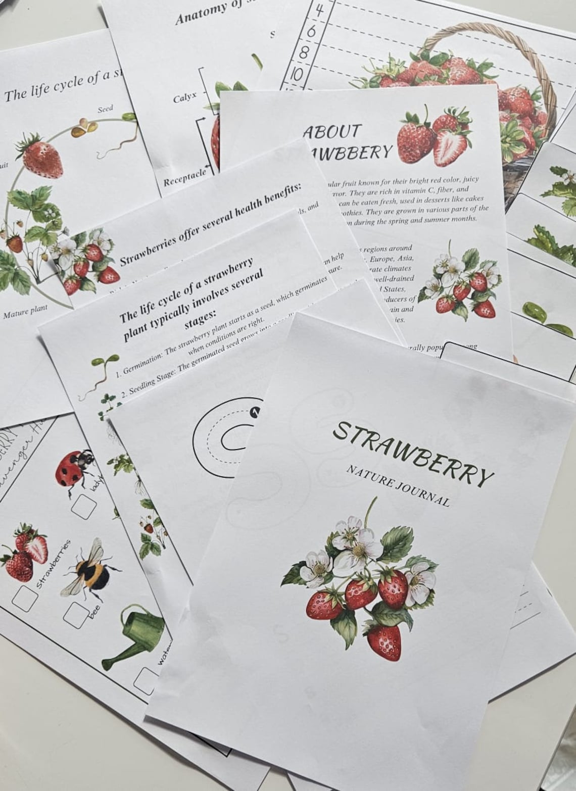 Strawberry Nature Journal, Strawberry Anatomy, Strawberry Lifecycle ...