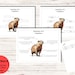 Capybara Unit Study and Activity Pack, Instant Download - Etsy