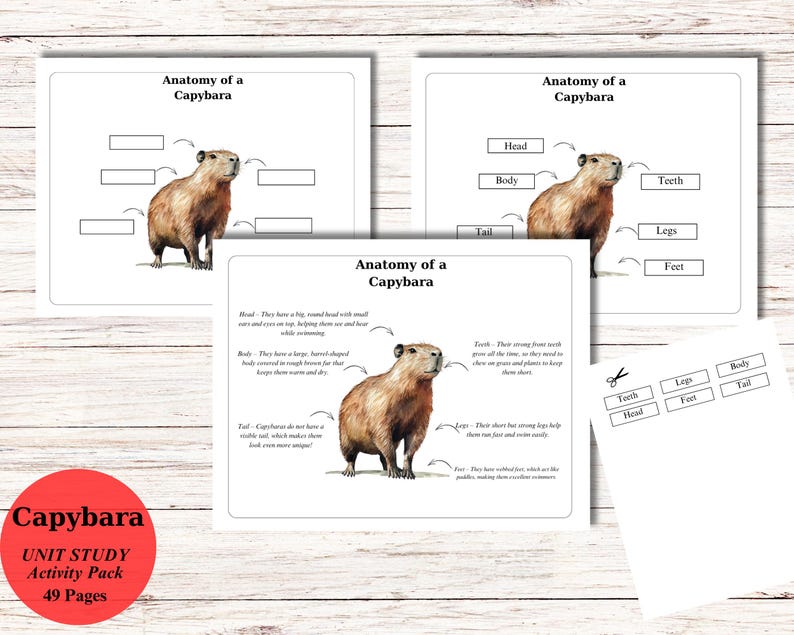 Capybara Unit Study and Activity Pack, Instant Download - Etsy