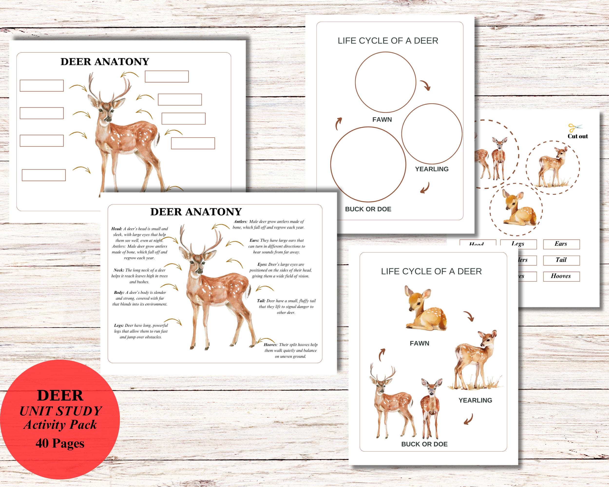 DEER Unit Study, Life Cycle, Anatomy, Deer Activities, Kids- 3-6 Years ...