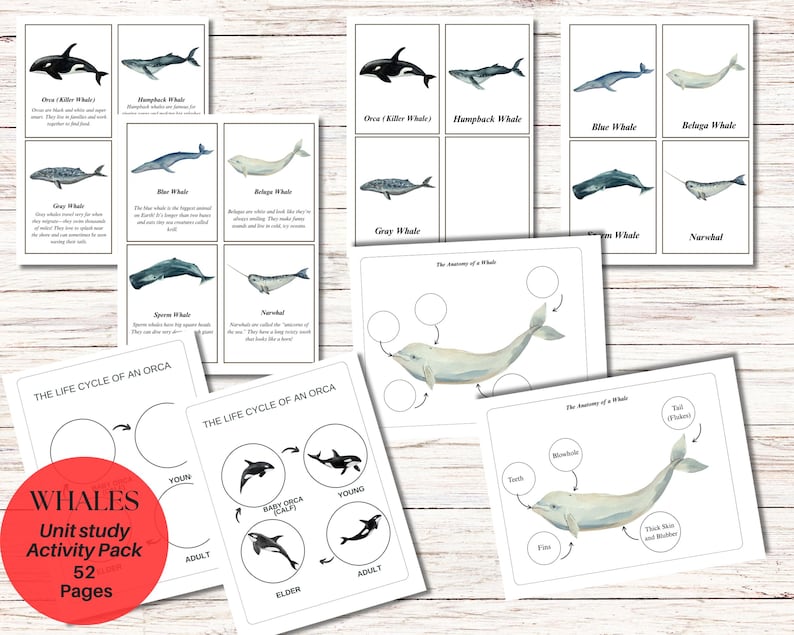 Whales Unit Study, Anatomy, Life Cycle (digital Download) - Etsy