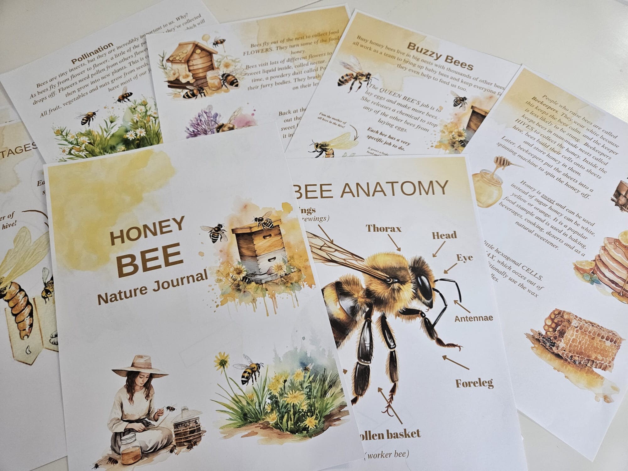 Honey Bee, Nature Journal, Life Cycle, Anatomy, Nature Study, INSTANT ...