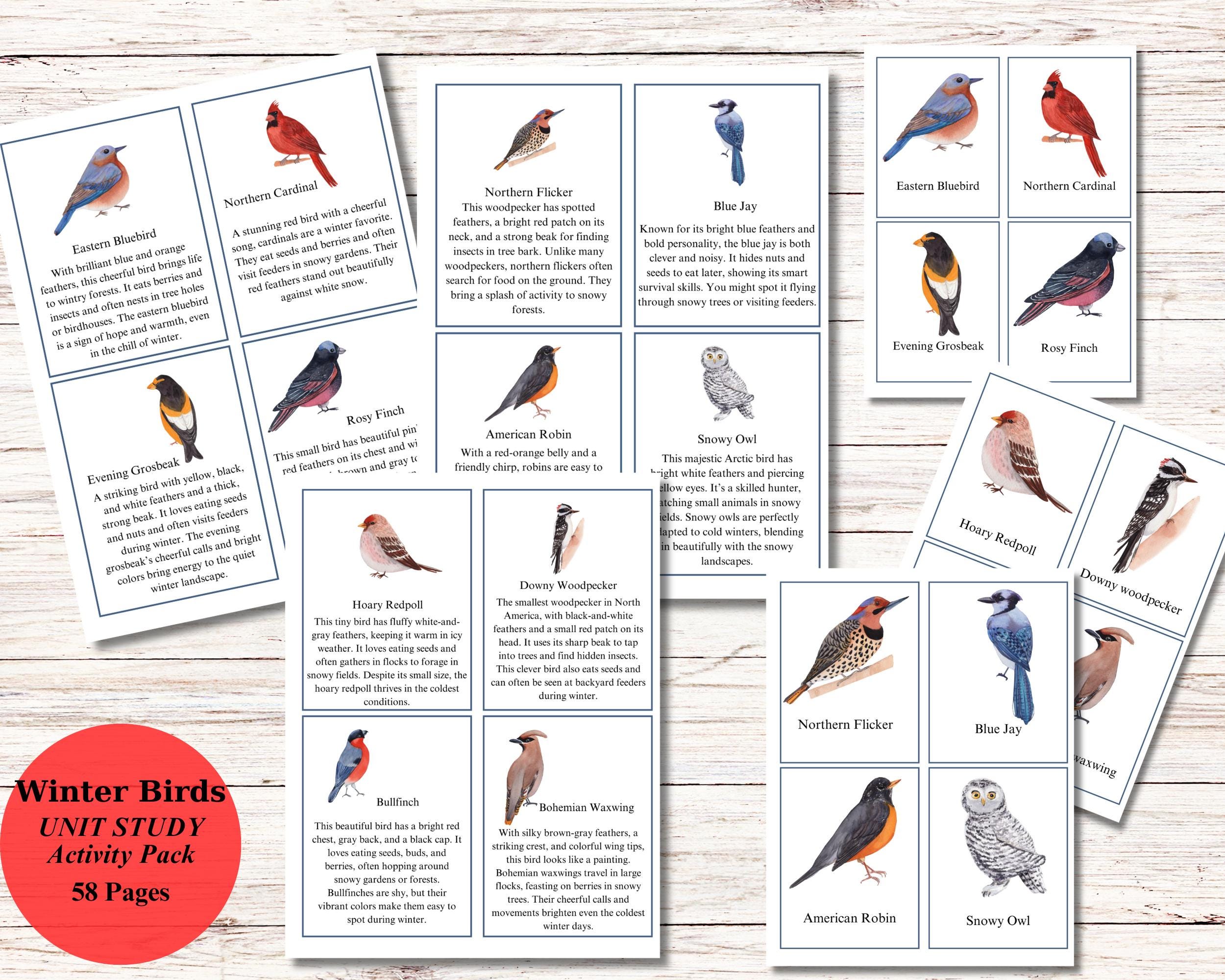 Winter Birds Unit Study, Anatomy & Activities (PDF) - Etsy