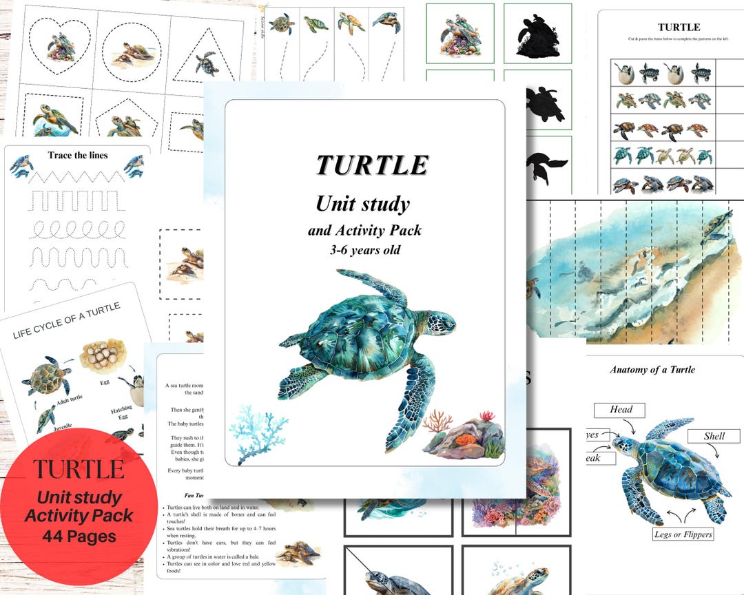 TURTLE Unit Study, Life Cycle, Anatomy, Activities Pack, Kids- 3-6 ...