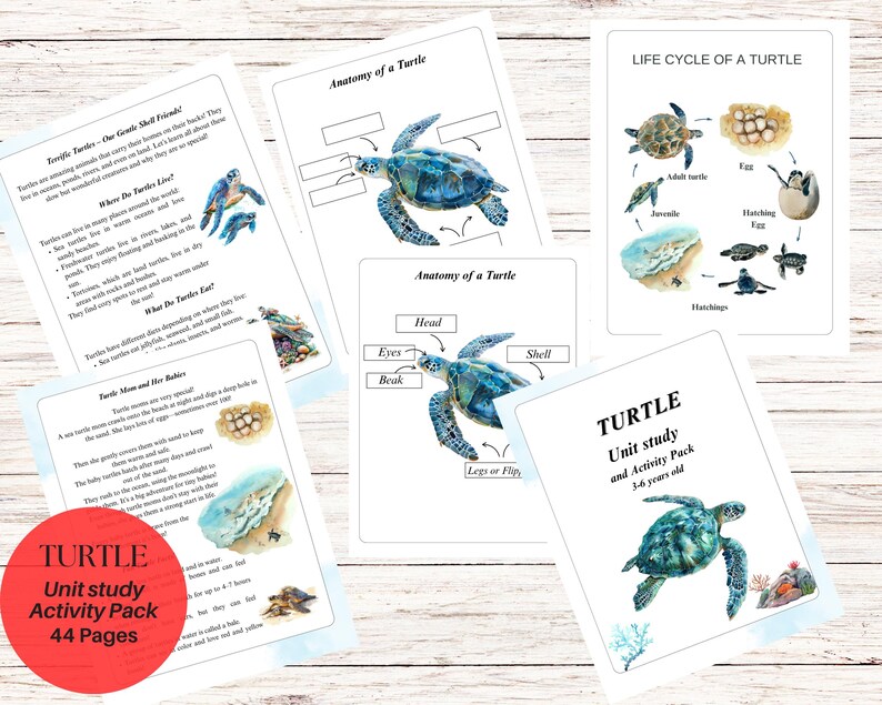 TURTLE Unit Study, Life Cycle, Anatomy, Activities Pack, Kids- 3-6 ...