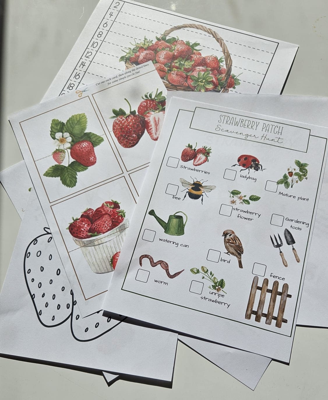 Strawberry Nature Journal, Strawberry Anatomy, Strawberry Lifecycle ...