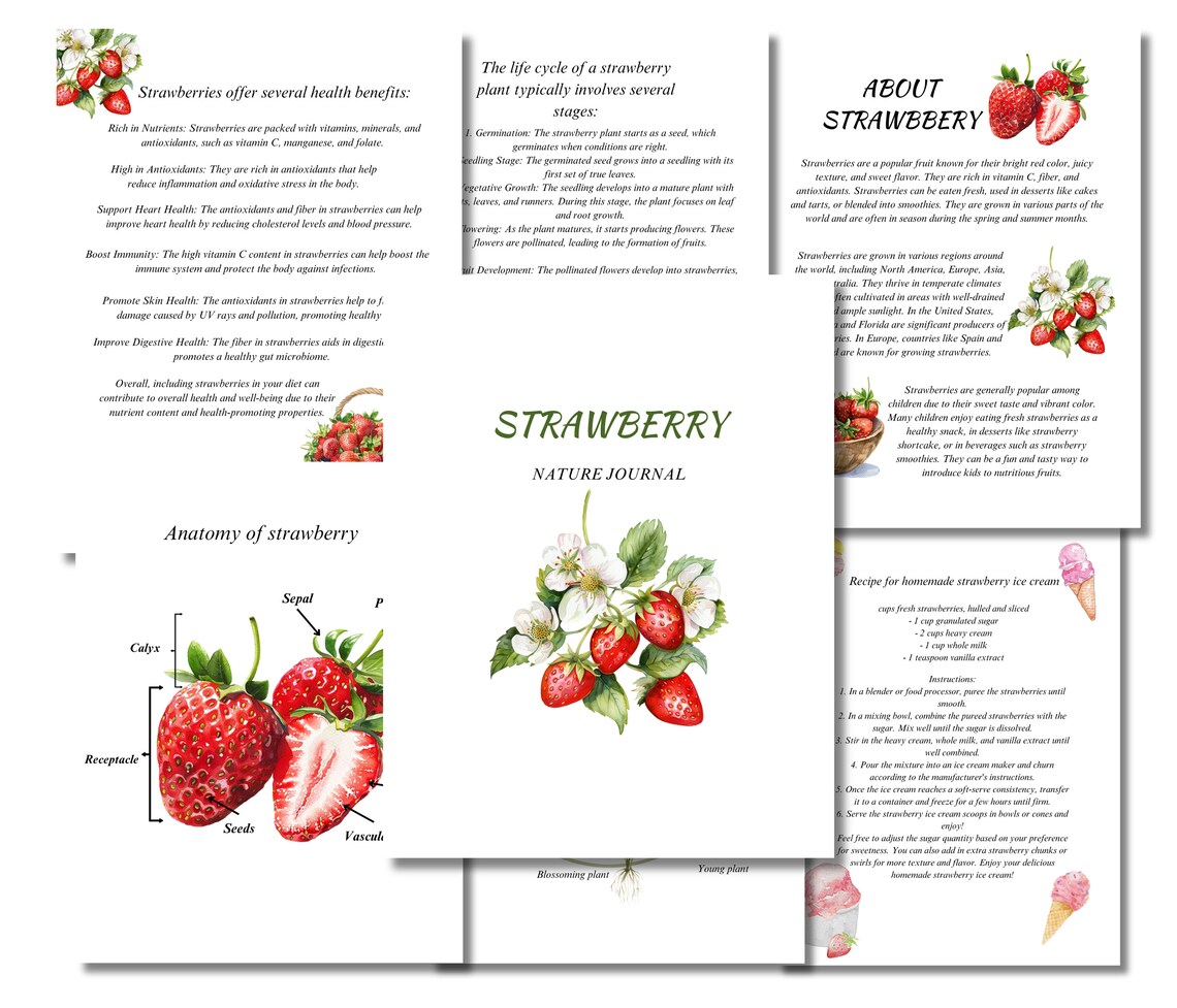 Strawberry Nature Journal, Strawberry Anatomy, Strawberry Lifecycle ...