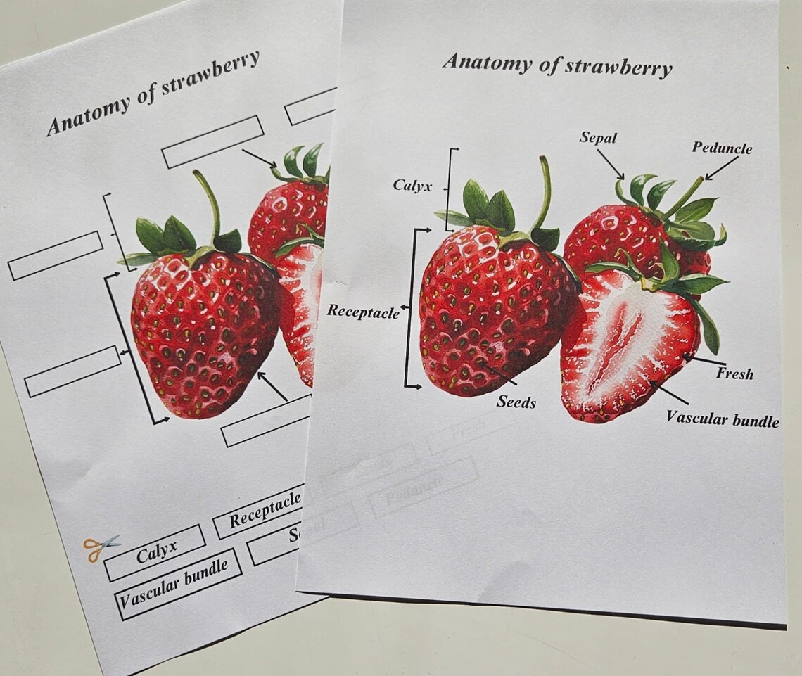 Strawberry Nature Journal, Strawberry Anatomy, Strawberry Lifecycle ...