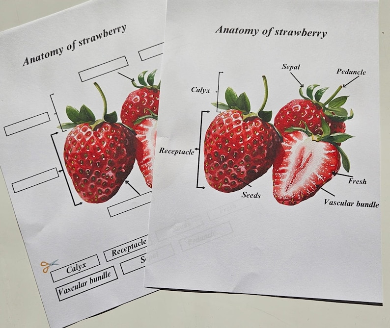 Strawberry Nature Journal, Strawberry Anatomy, Strawberry Lifecycle ...