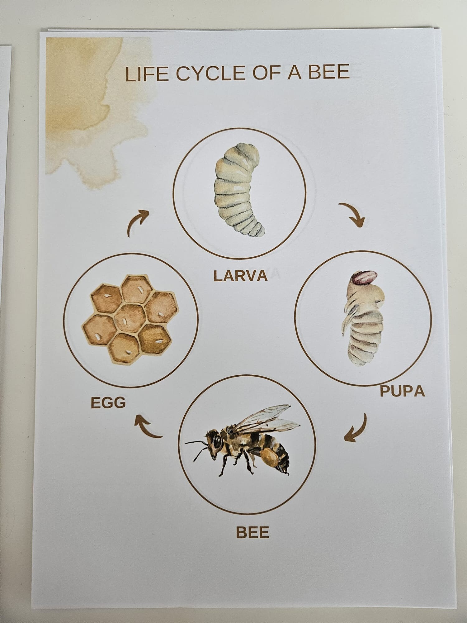 Honey Bee, Nature Journal, Life Cycle, Anatomy, Nature Study, INSTANT ...