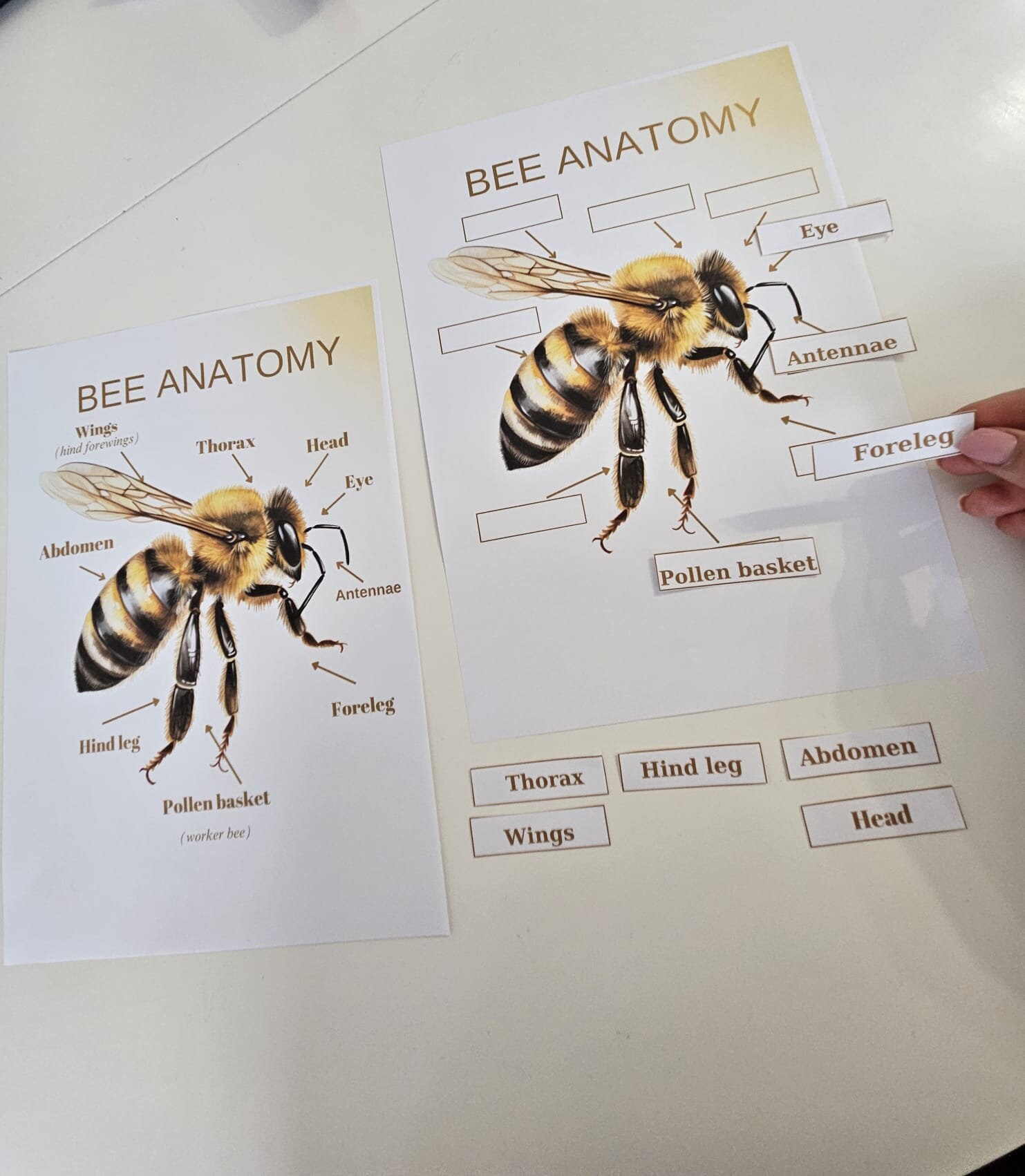 Honey Bee, Nature Journal, Life Cycle, Anatomy, Nature Study, INSTANT ...