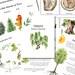 Tree Nature Journal BUNDLE - Unit Study, Life Cycle, Anatomy, Benefits ...