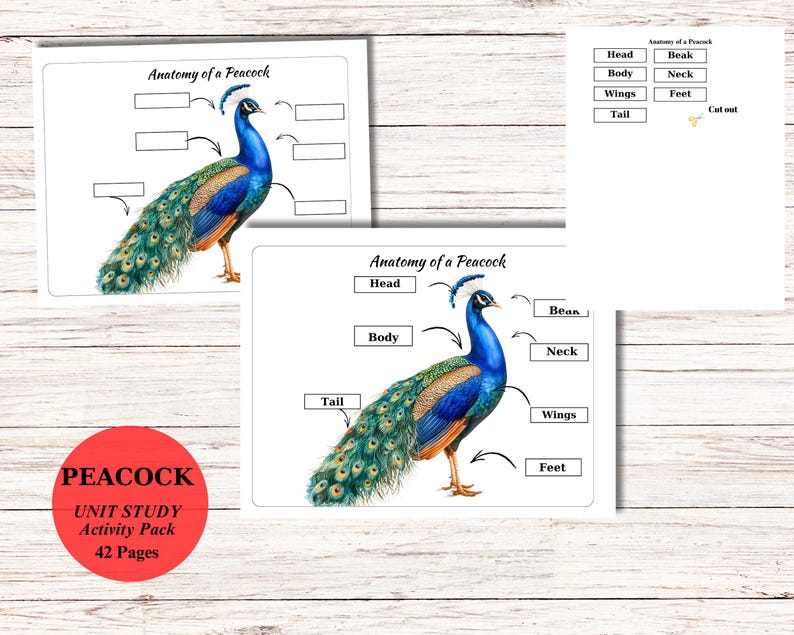 PEACOCK Unit Study and Activity Pack, Kids 3-6 Years Old, Anatomy ...