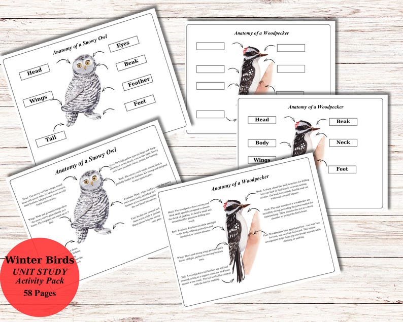 Winter Birds Unit Study, Anatomy & Activities (PDF) - Etsy