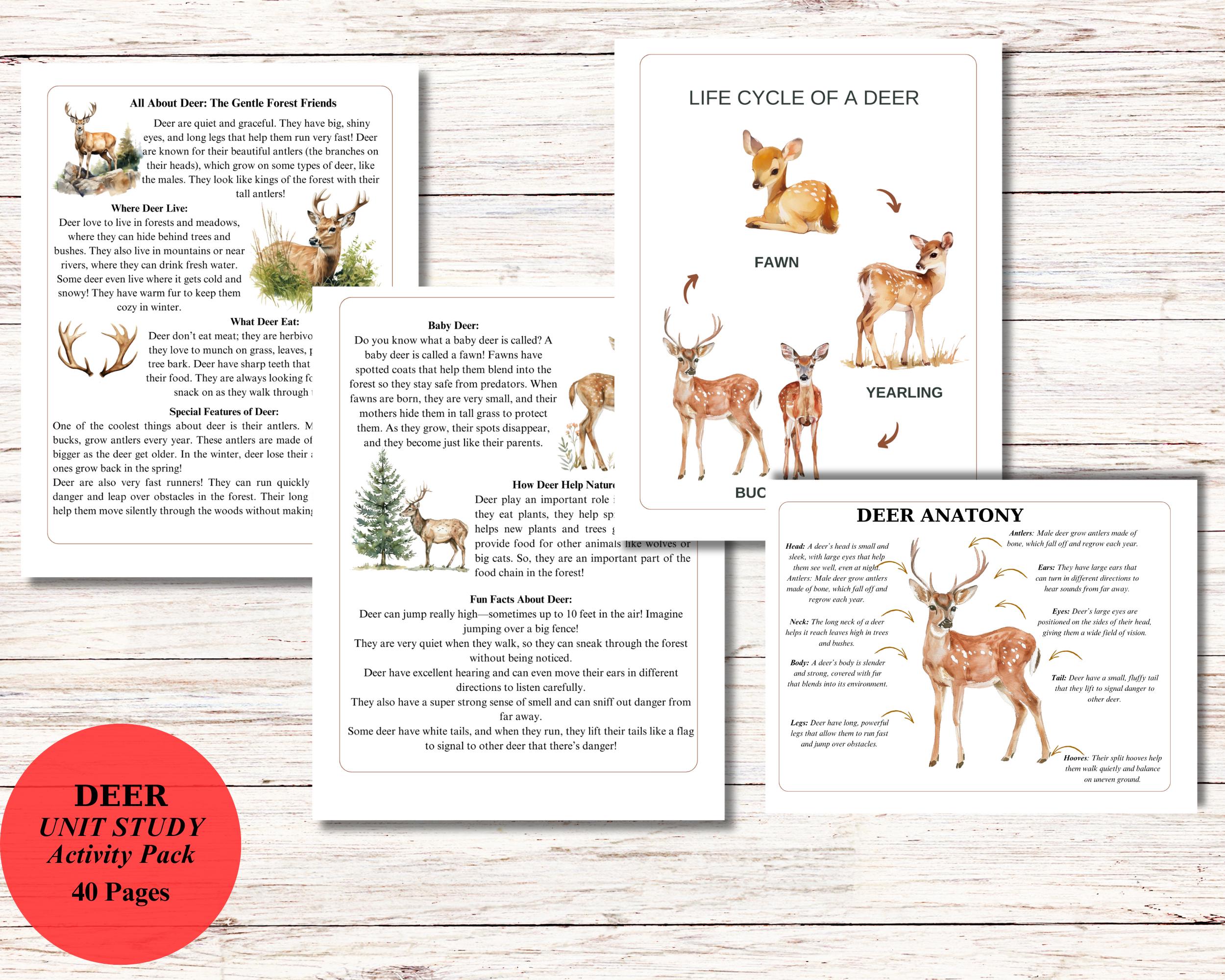 DEER Unit Study, Life Cycle, Anatomy, Deer Activities, Kids- 3-6 Years ...