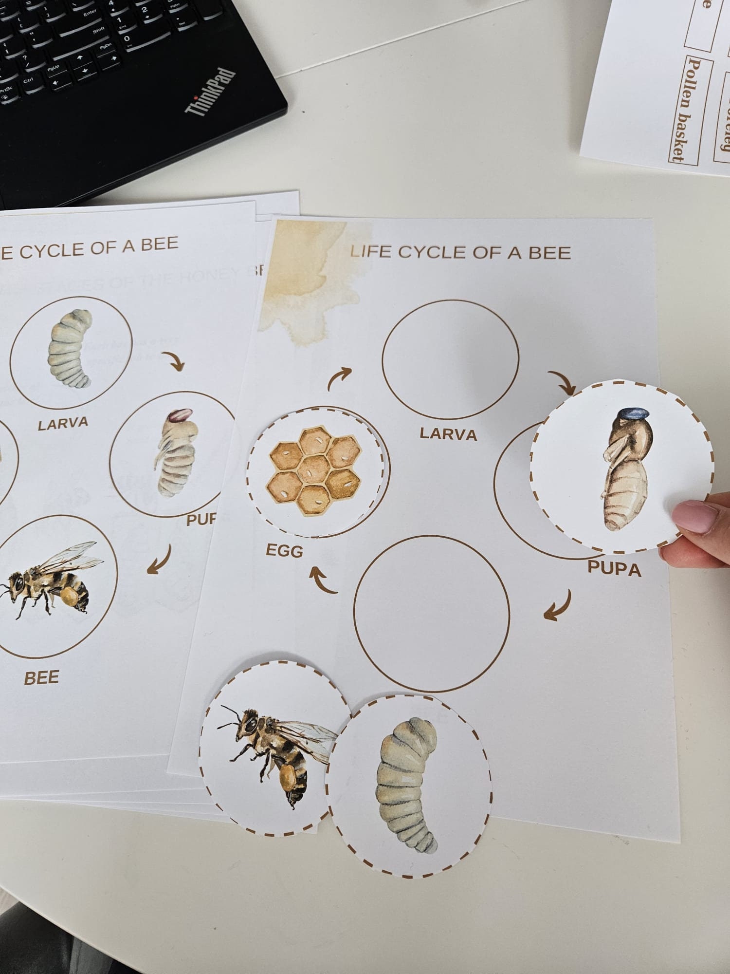 Honey Bee, Nature Journal, Life Cycle, Anatomy, Nature Study, INSTANT ...