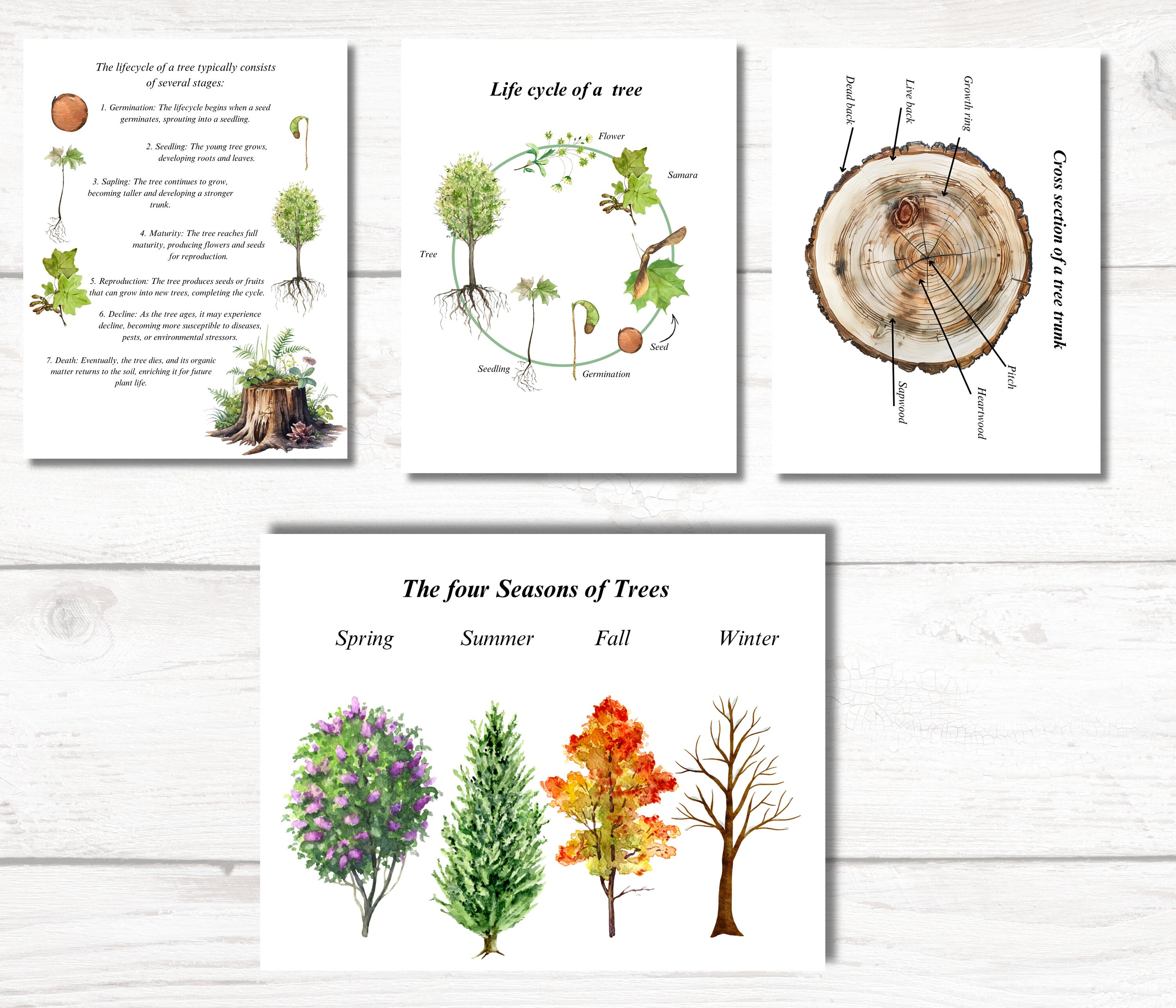 Tree Nature Journal BUNDLE - Unit Study, Life Cycle, Anatomy, Benefits ...