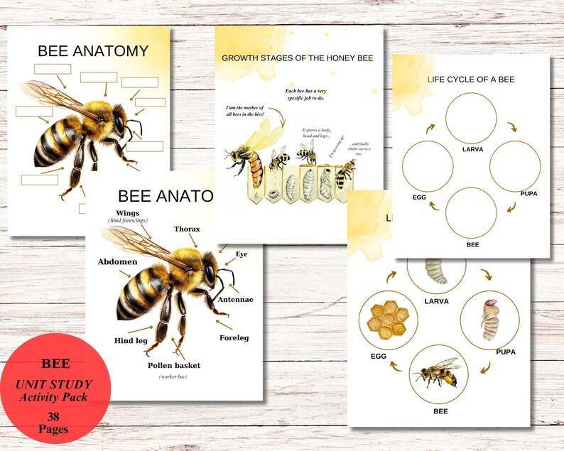 Honey Bee, Nature Journal, Life Cycle, Anatomy, Nature Study, INSTANT ...
