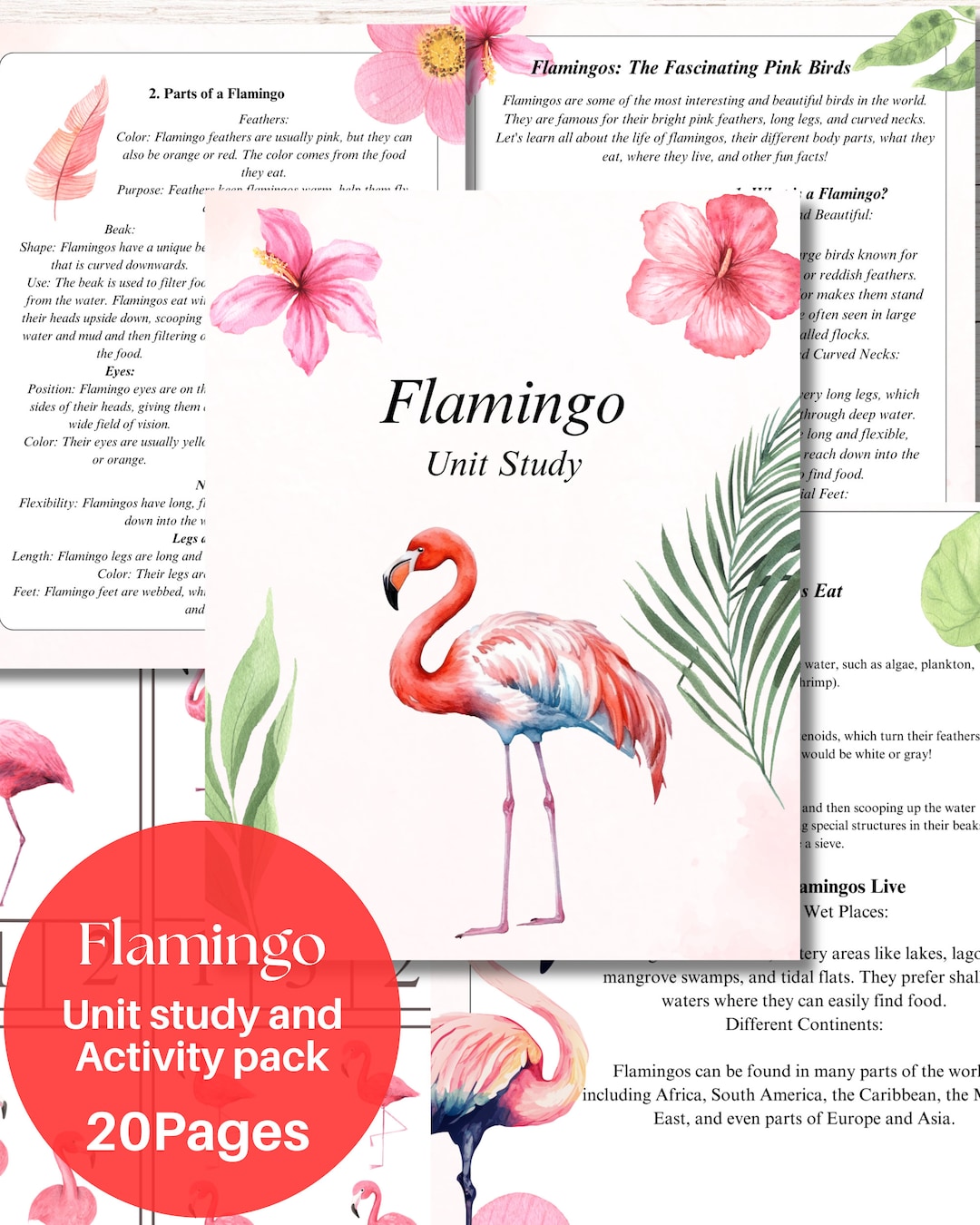 Flamingo Anatomy Unit Study, Preschool Learning (PDF Pattern) - Etsy
