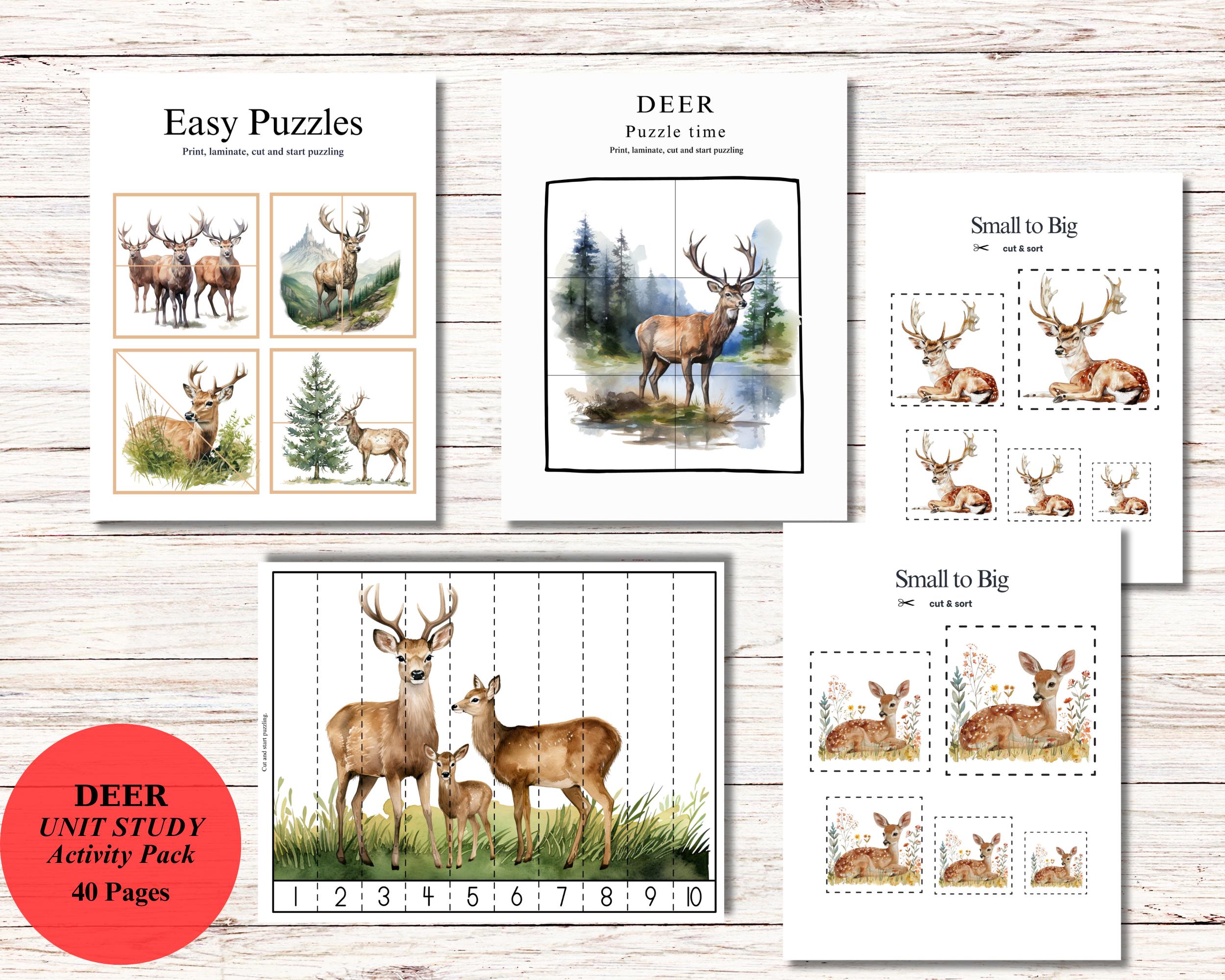 DEER Unit Study, Life Cycle, Anatomy, Deer Activities, Kids- 3-6 Years ...