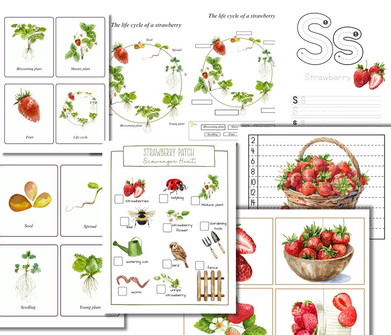 Strawberry Nature Journal, Strawberry Anatomy, Strawberry Lifecycle ...