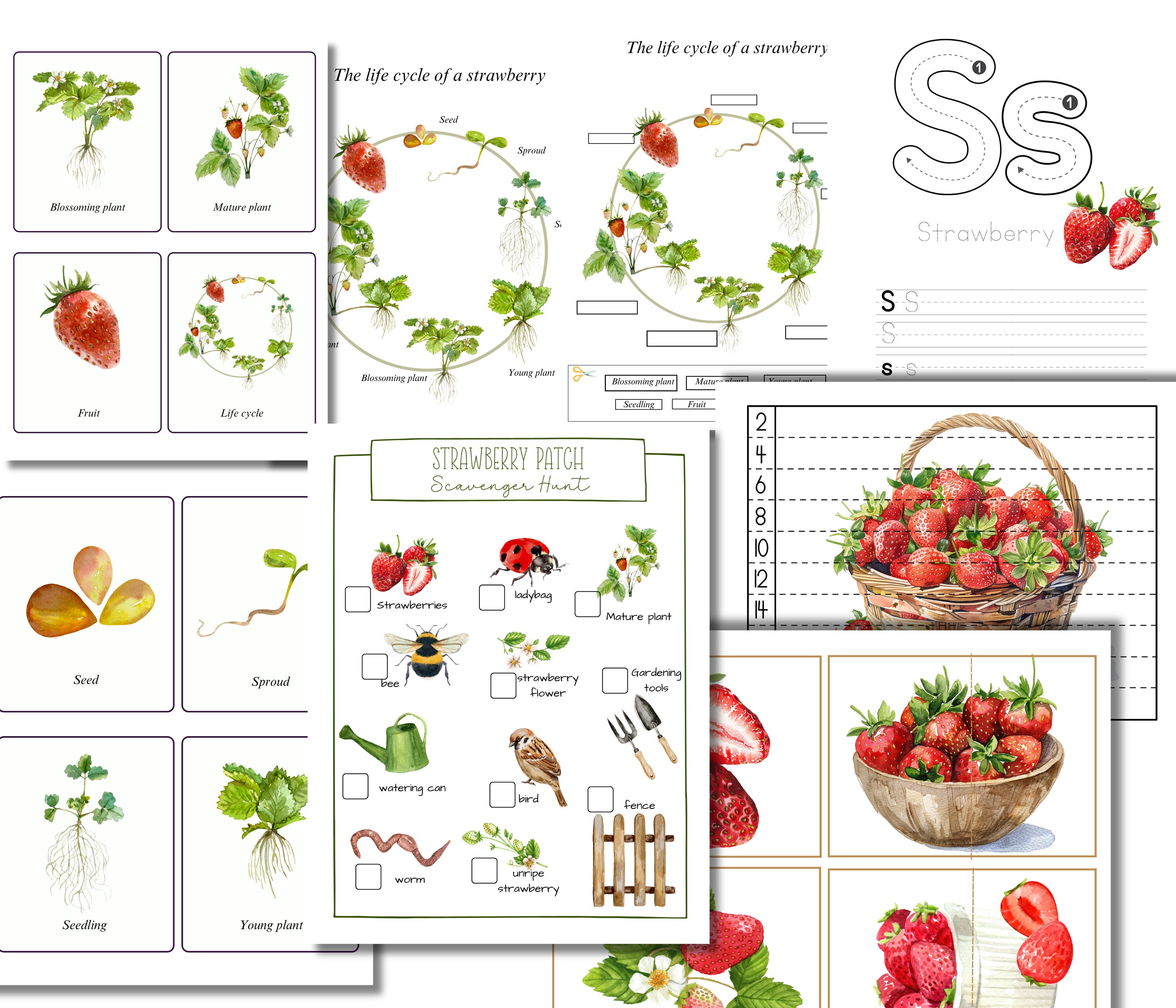 Strawberry Nature Journal, Strawberry Anatomy, Strawberry Lifecycle ...