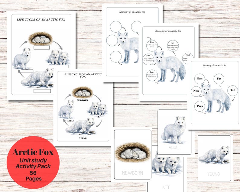 Arctic Fox Unit Study and Activity Pack, Arctic Animals Homeschool, 3 ...