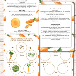 Carrot Unit Study, Vegetable Printable Activity, Nature Home School ...