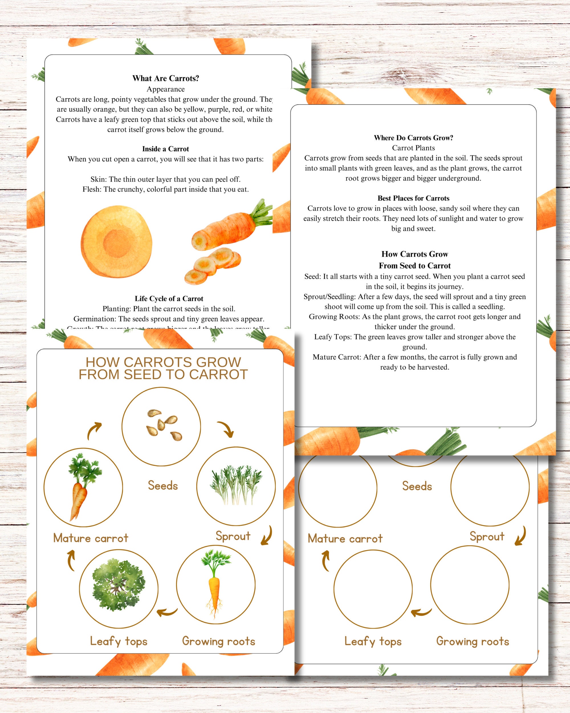 Carrot Unit Study, Vegetable Printable Activity, Nature Home School ...