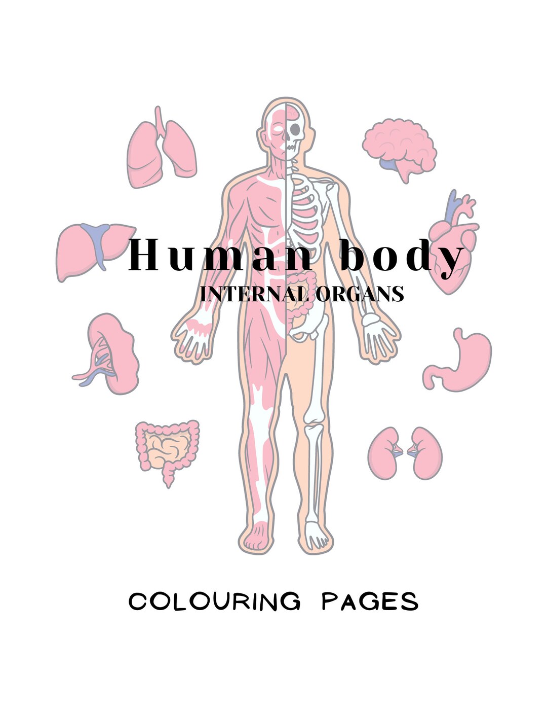 Human Body Internal Organs and Their Functions Colouring Pages - Etsy
