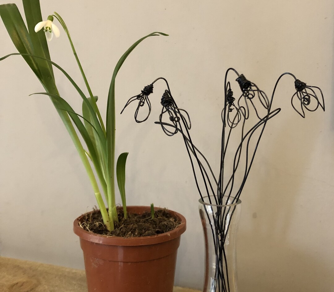 Snowdrop Everlasting Stems With 3 Separate Leaves, Collection of 5 ...