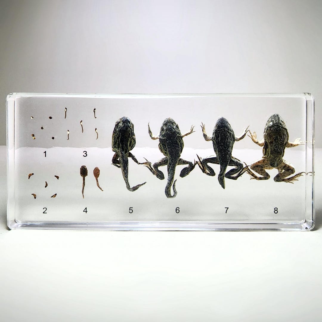 Frog Development, Frog Life Cycle, Tadpole Educational Display - Etsy