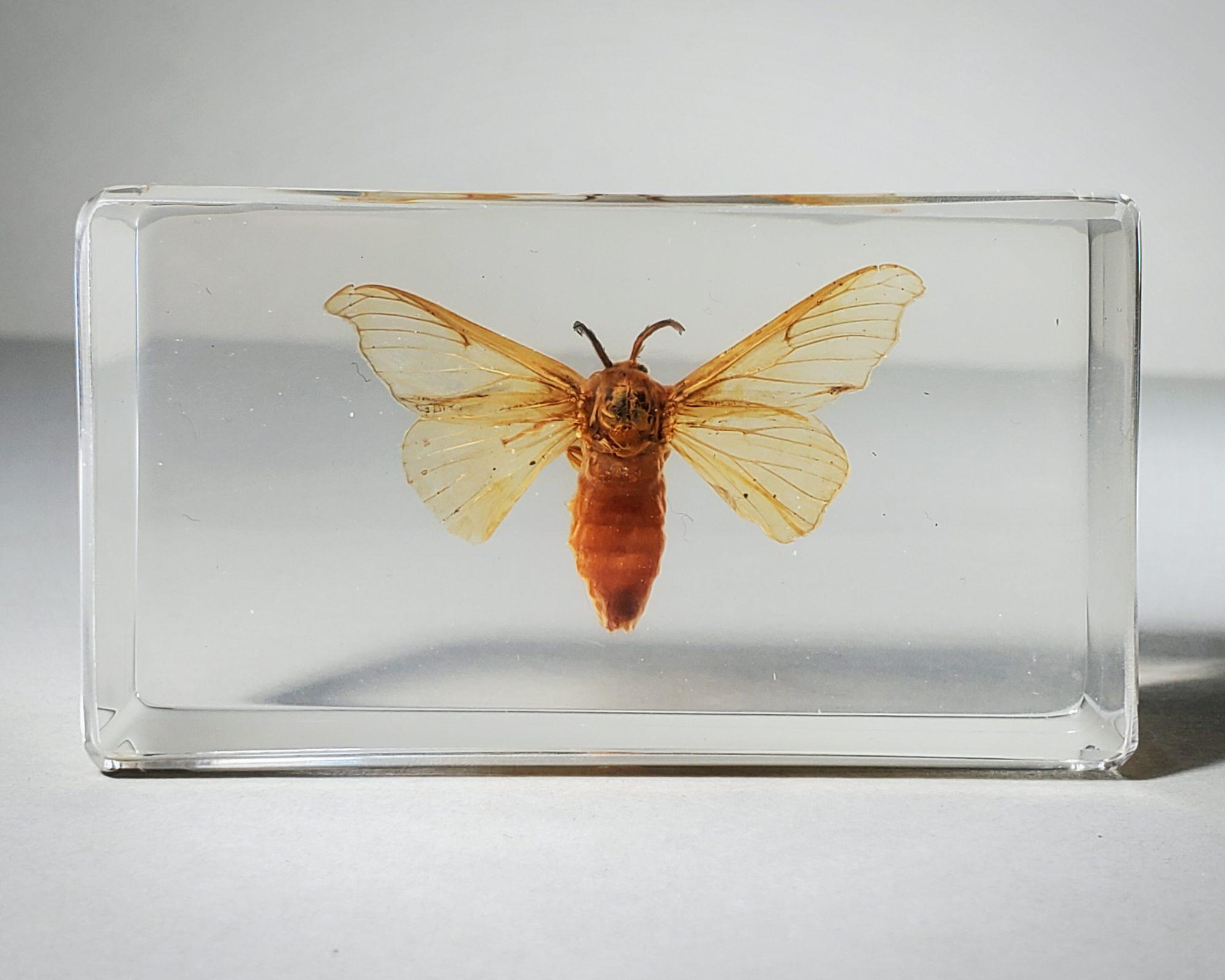 Silkmorm Moth in Resin, Silk Moth, Insects in Resin, Bombyx Mori - Etsy