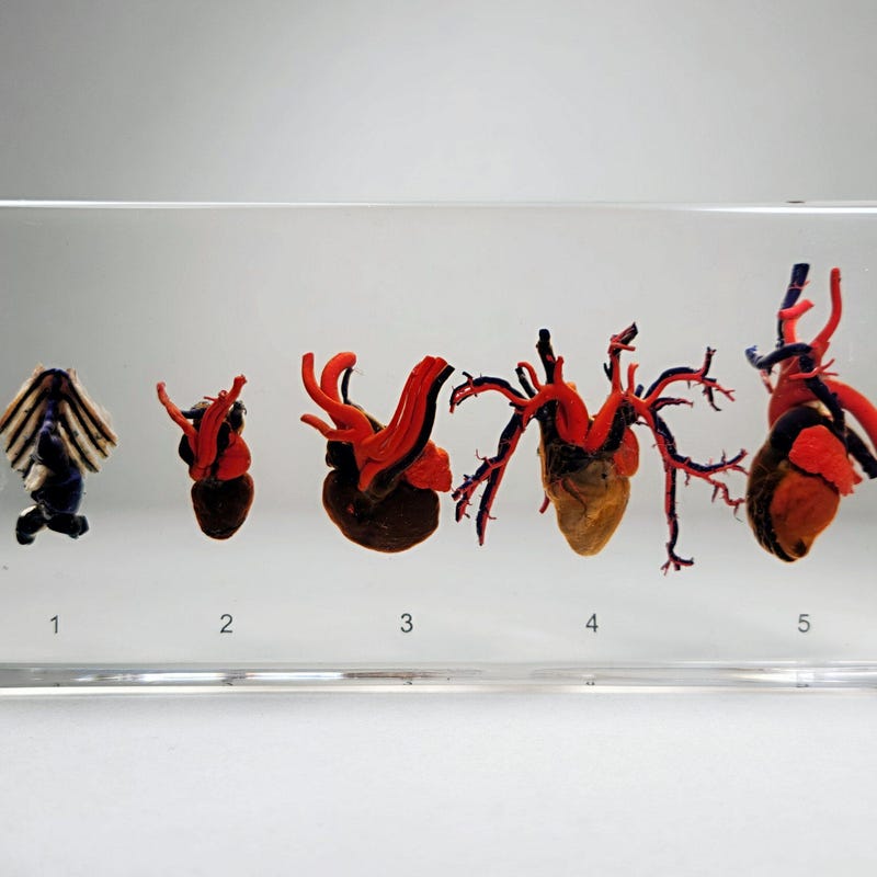 Preserved Animals Hearts - Etsy