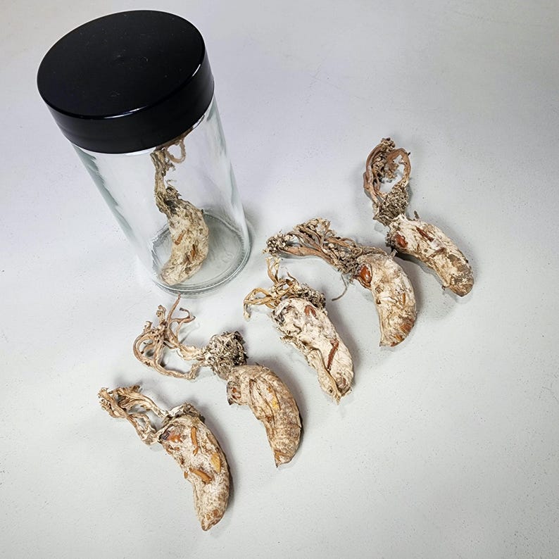 Zombie Fungus in Jar, Cordyceps Fungus, Curio Jar, Oddities Decor - Etsy