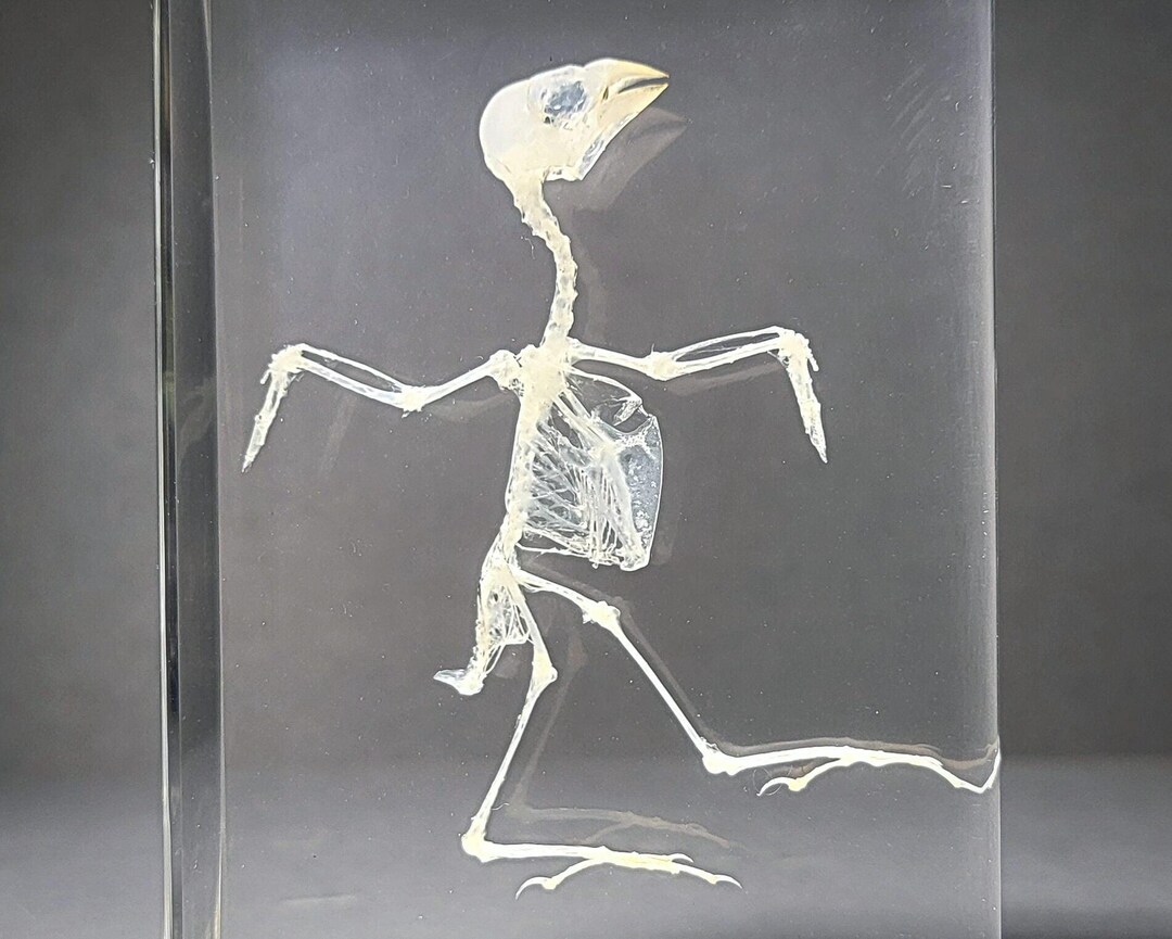 Bird Skeleton in Resin, Oddities Decor, Curiosities - Etsy