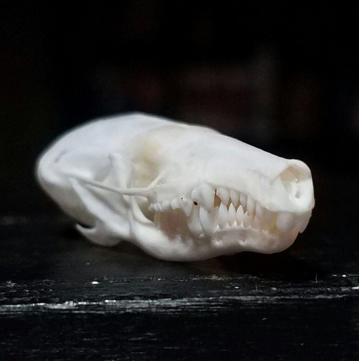 Mole Skull Size
