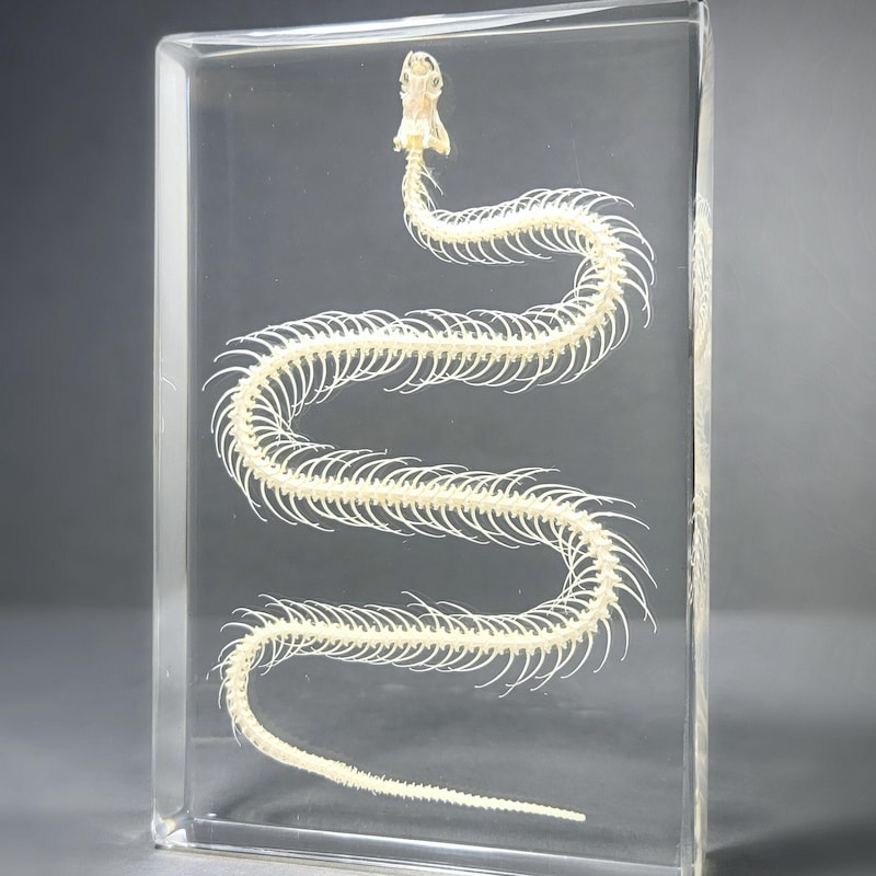 Oddity Bat Skeletons - Etsy