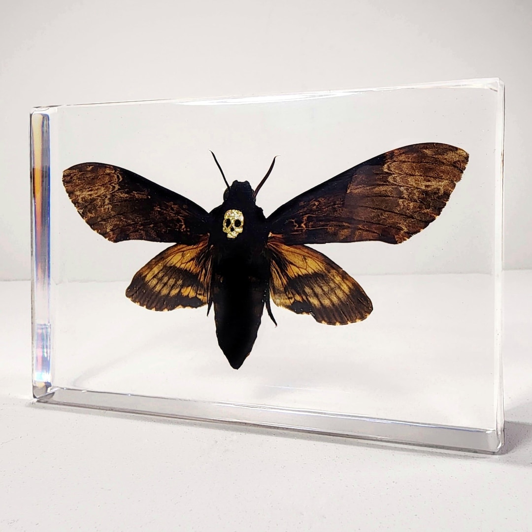 Death's Head Moth in Resin, Hawkmoth With Jeweled Skull, Acherontia ...