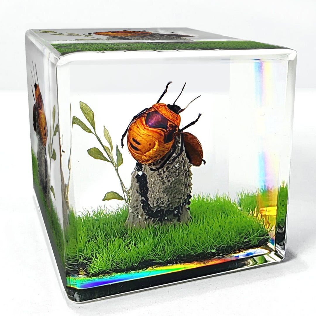 Tea Shield Bug in Resin Cube, Insect Terrarium Diorama, Curiosities - Etsy