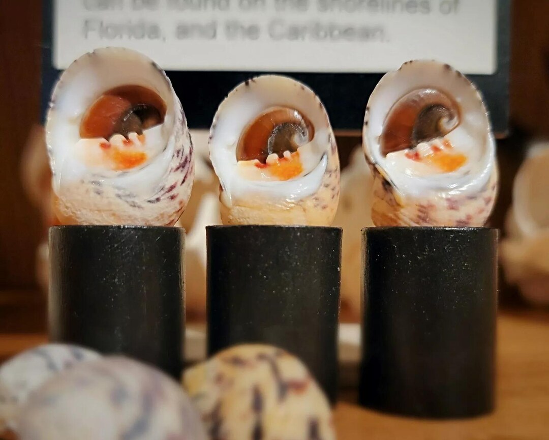 Bleeding Tooth Shell, Set of 6, Sea Snail Shells, Tiny Oddities - Etsy