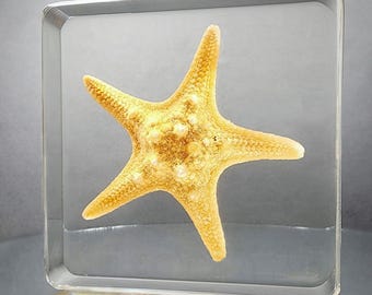 Puffy Spiny Starfish Found in 1940s - Real Starfish - Old Natural Sea ...