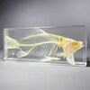 Boney Fish Fidget | Skeleton | 3D Printed | Toy | Kids | Gift ...