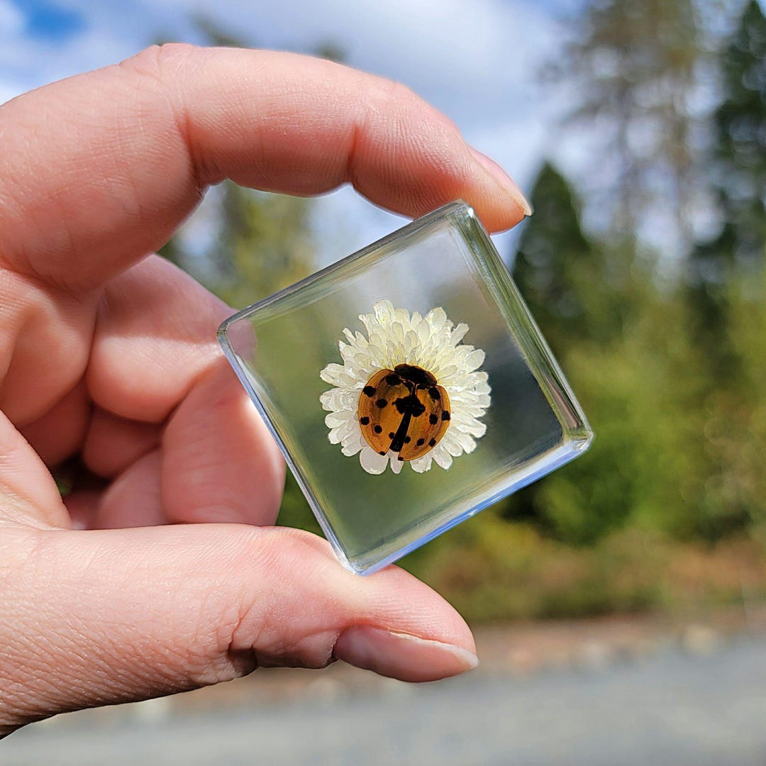 Ladybug With Flower in Resin, Tiny Insects in Resin Diorama - Etsy