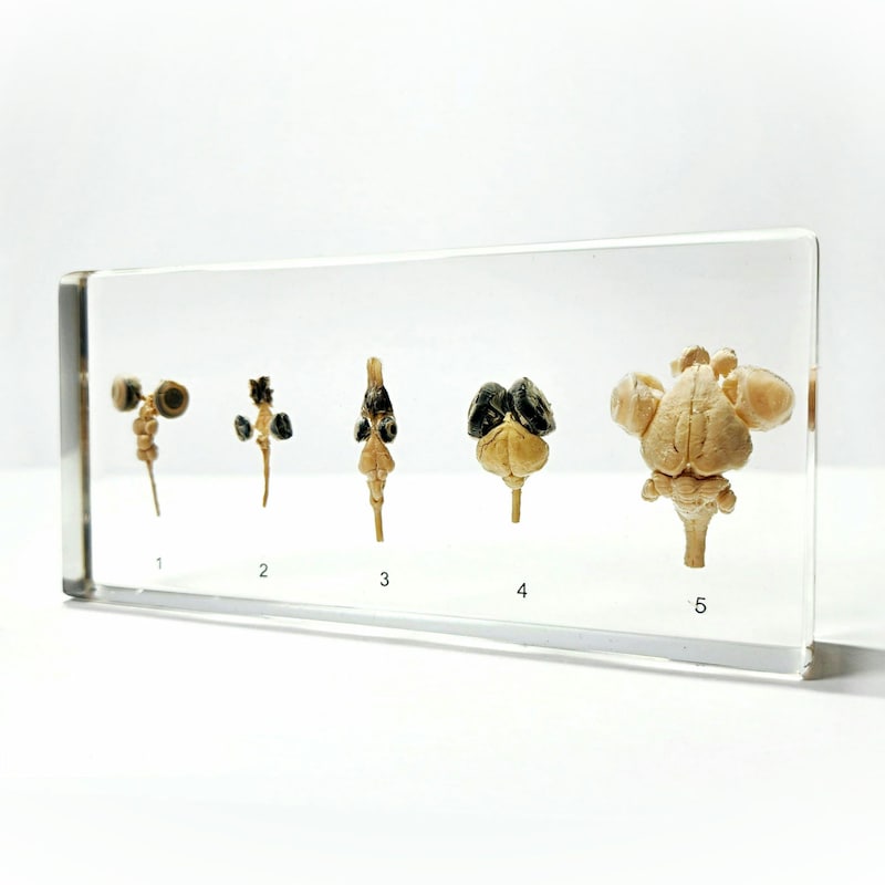 Brain Model Educational - Etsy