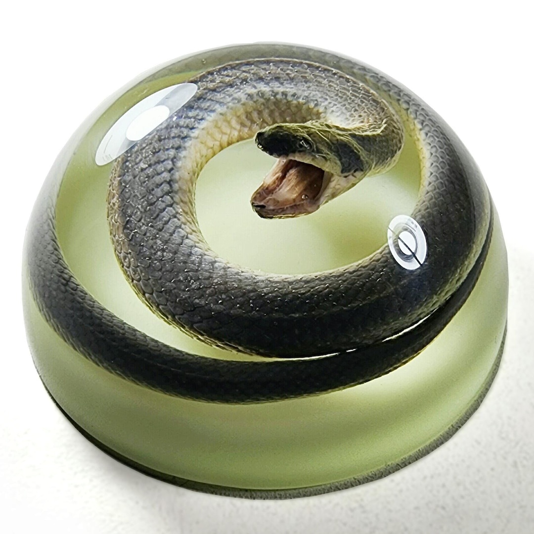 Real Snake in Resin, Glow in the Dark Dome, Oddities, Curiosities - Etsy