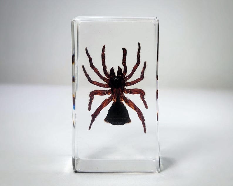 Hourglass Spider in Resin, Trapdoor Spider, Cyclocosmia Ricketti - Etsy