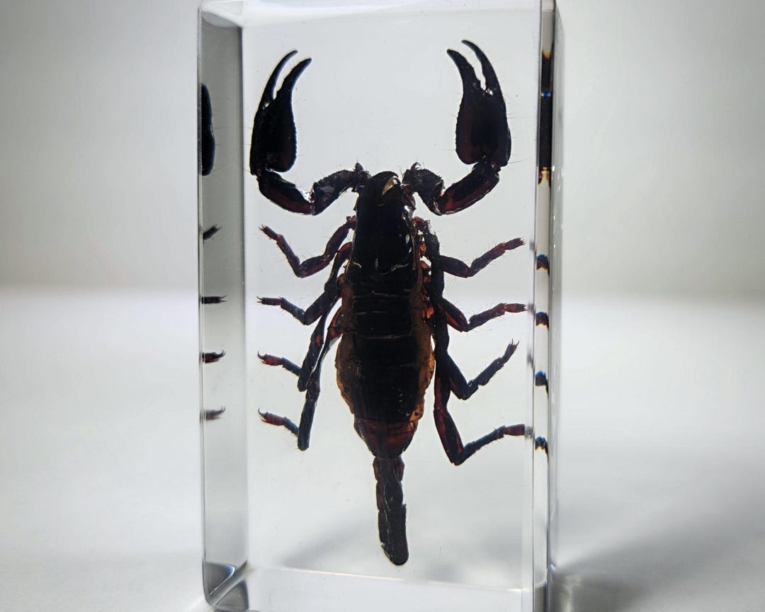Black Forest Scorpion in Lucite Resin Block: Oddities & Curiosities - Etsy